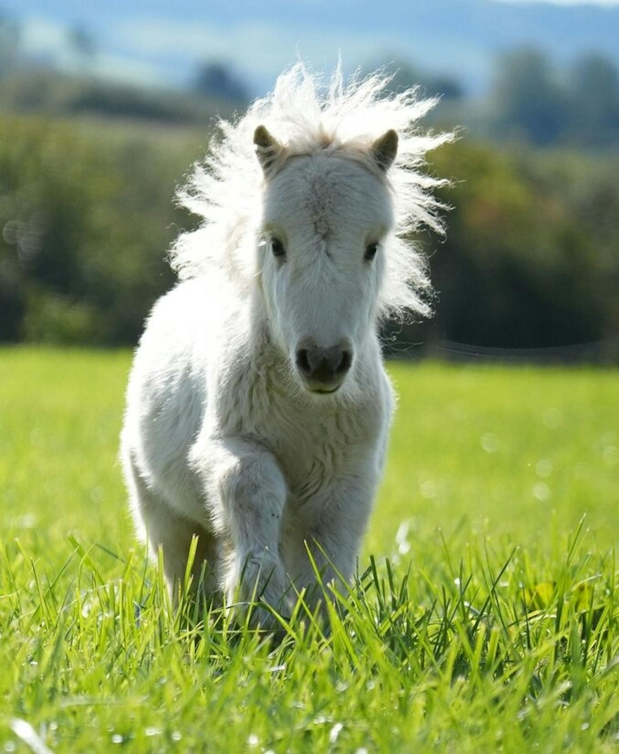 Naturally Healing Therapy Ponies